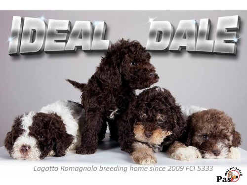 LAGOTTO ROMAGNOLO
