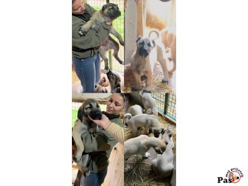 KANGAL