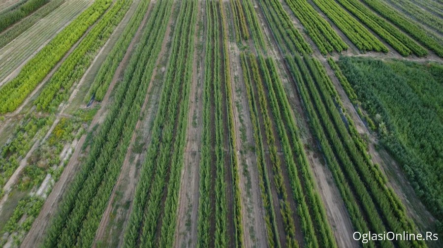 Prestiž Plant Nursery, Ljubava