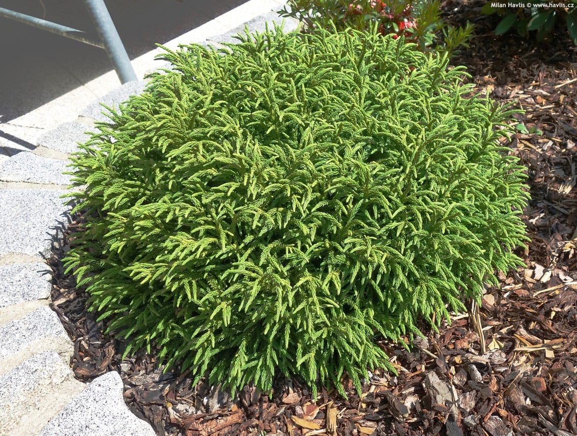 Cryptomeria Japonica Little Champion – Japanski Kedar