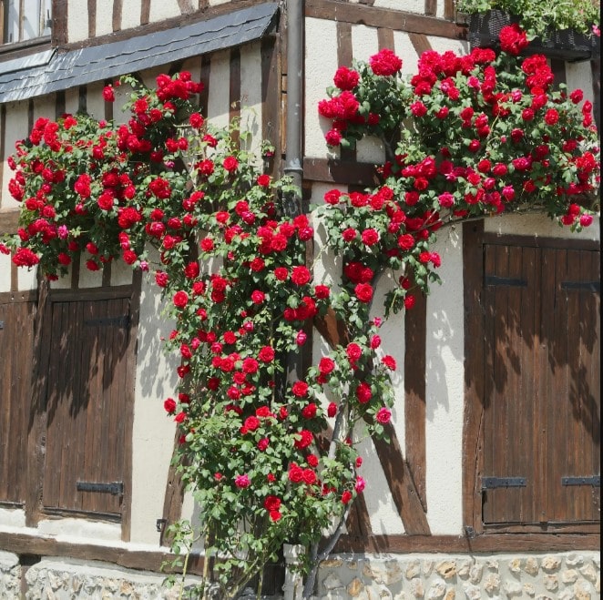 Ruža Don Juan – Penjačica