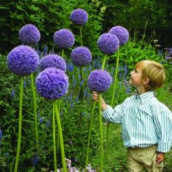 Ukrasni luk GLOBEMASTER (100 semenki) Allium Giganteum