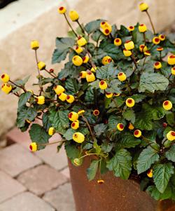 Spilanthes Oleracea - Zubobiljka (300 semenki)