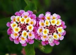 Lantana camara clasic SEME