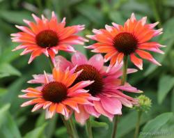 Ehinacea - Echinacea flamingo SEME