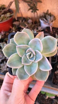 Echeveria Fantome