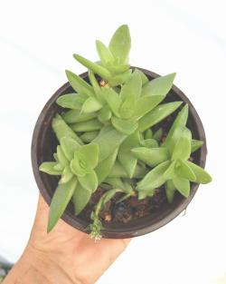 Crassula corymbulosa Green
