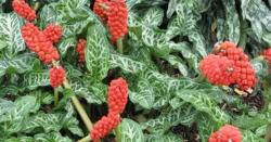 Arum italicum