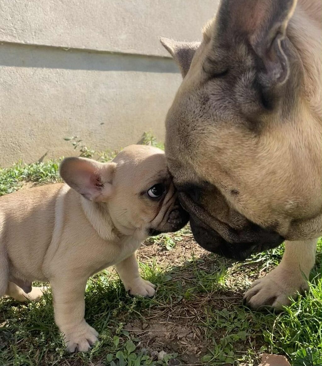 Francuski buldog – štene - Rasa: francuski buldog - Boja: fawn/krem