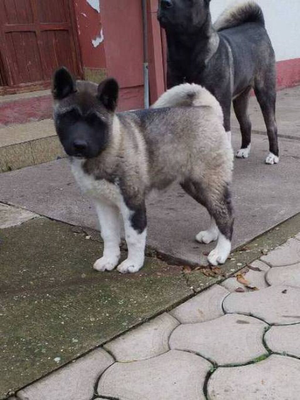 Američka Akita žensko štene Na prodaju žensko štene Američke Akite
