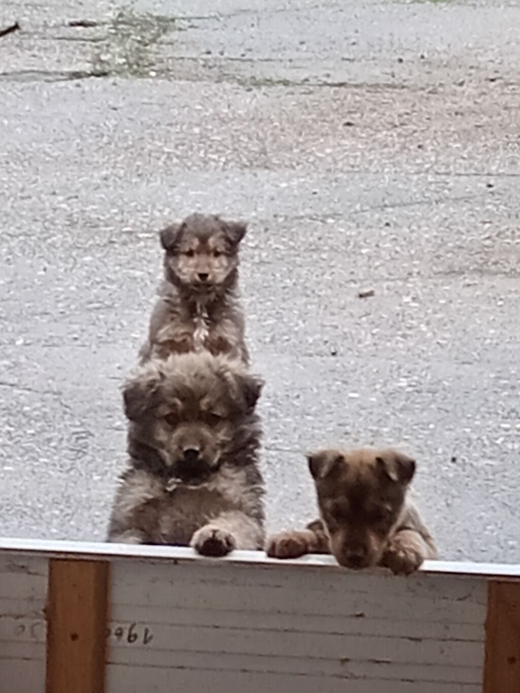Štenci mešanca – šarmantni mali medvedići - Leglo preslatkih štenaca