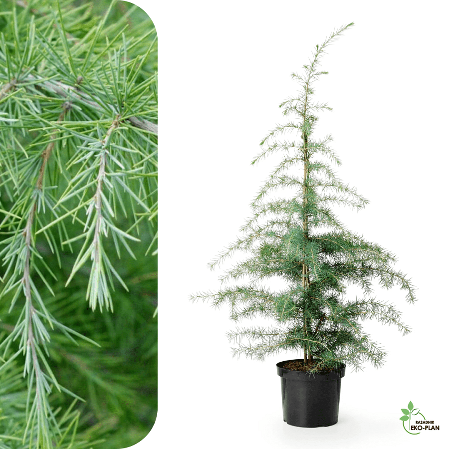 Cedrus deodara – Himalajski kedar 100cm