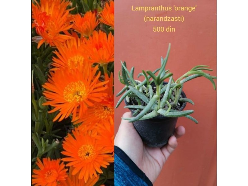 Lampranthus orange (narandzasti)