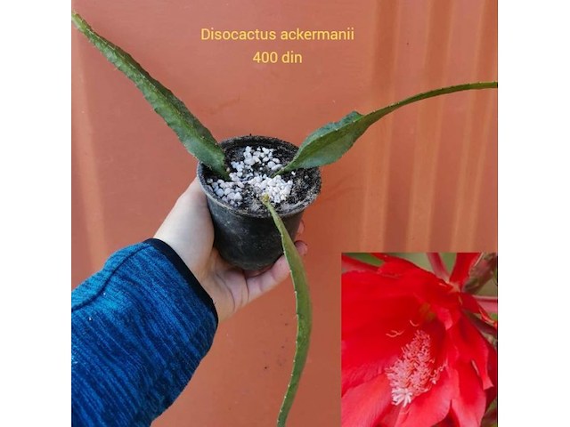 Disocactus ackermanii - lisnati kaktus