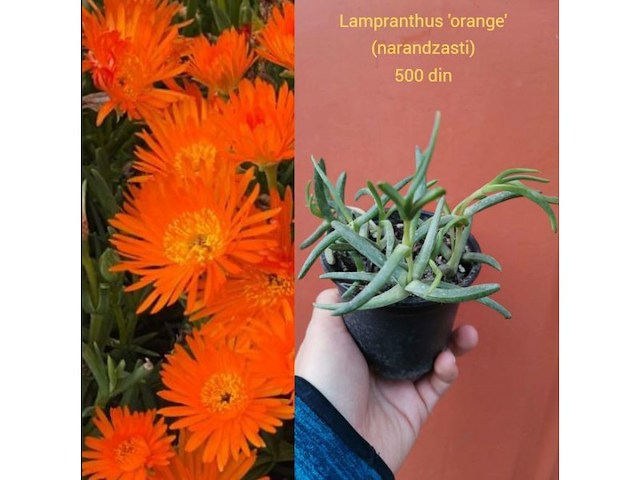 Lampranthus orange (narandzasti)