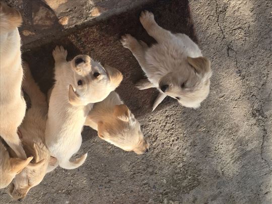 Zlatni retriver, štene