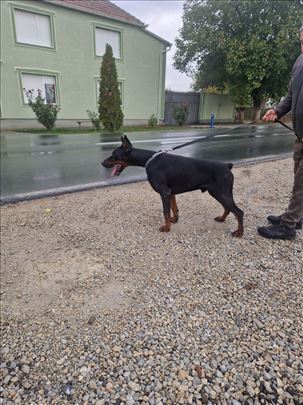 Doberman dostupan za parenje
