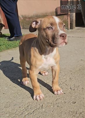 Pit bul mužijak vrhunski FAWN pitbull