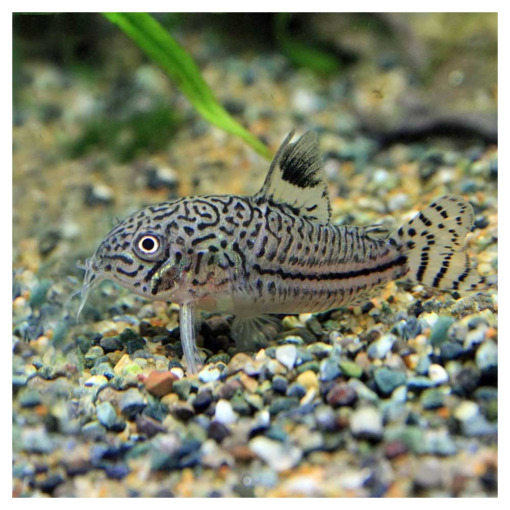 Corydoras trilineatus