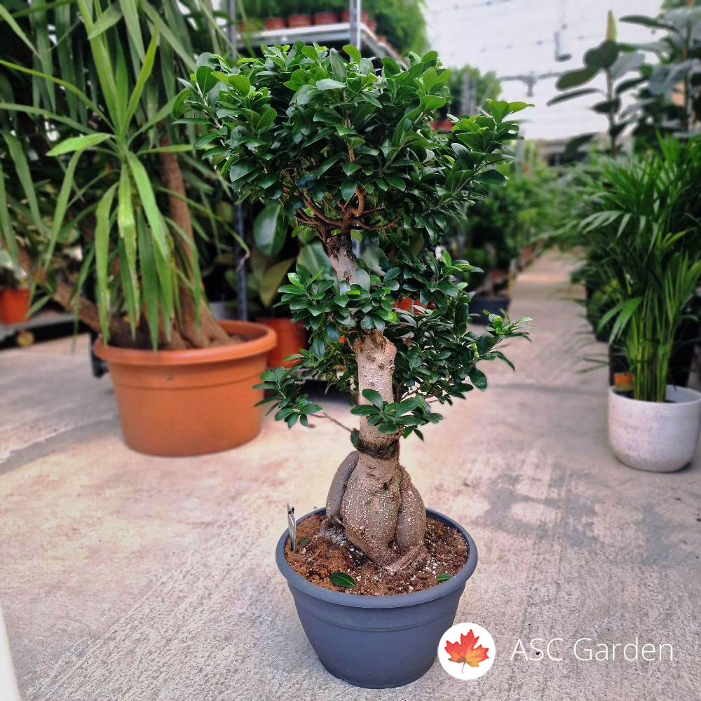 Ficus microcarpa Ginseng XL 1 plant 110 cm