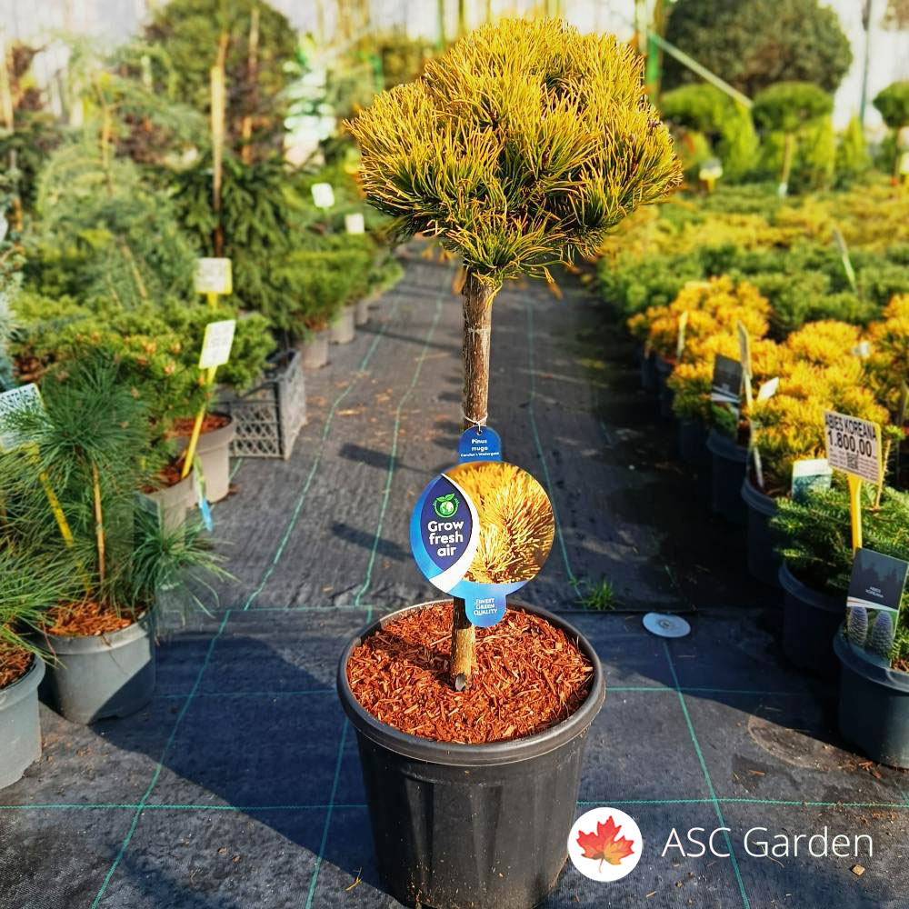 Pinus mugo Wintergold 100 cm