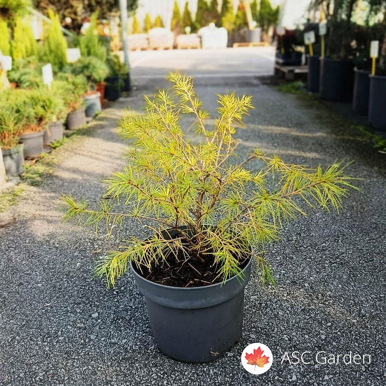 Cedrus deodara aurea 35 cm