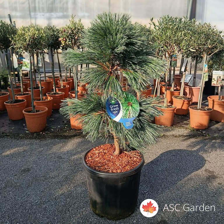 Pinus flex. ‘Vanderwolf’s Pyramid’ 100 cm