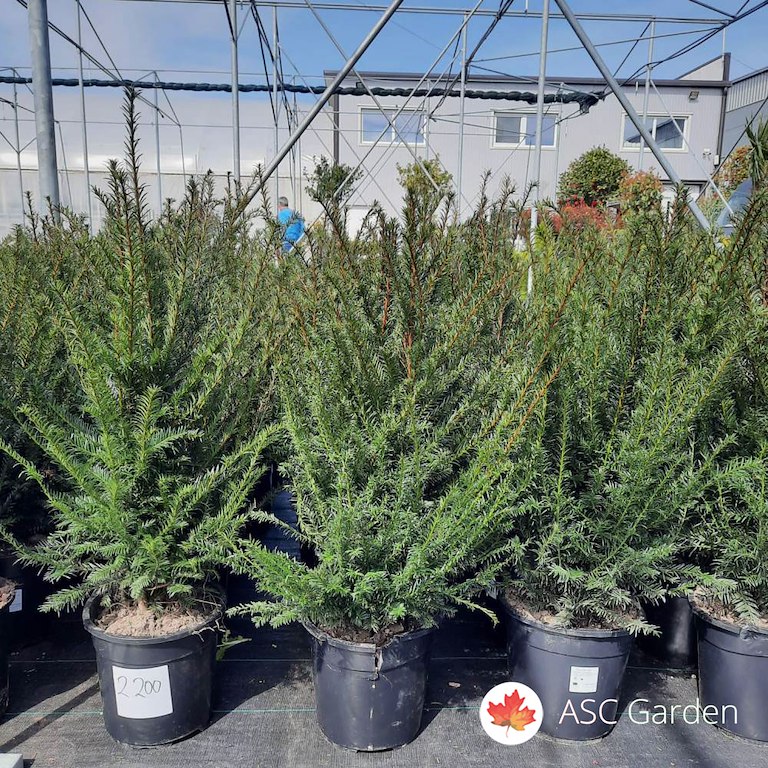 Taxus baccata 110 cm
