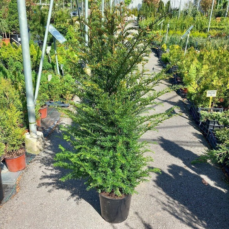 Taxus baccata 150 cm
