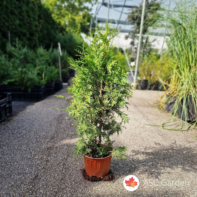 Thuja Occidentalis Brabant 60-70 cm