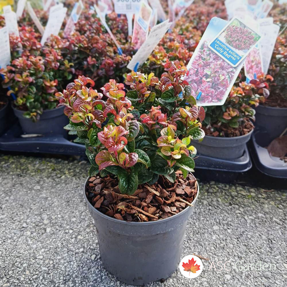 Leucothoe axillaris Curly red 30 cm