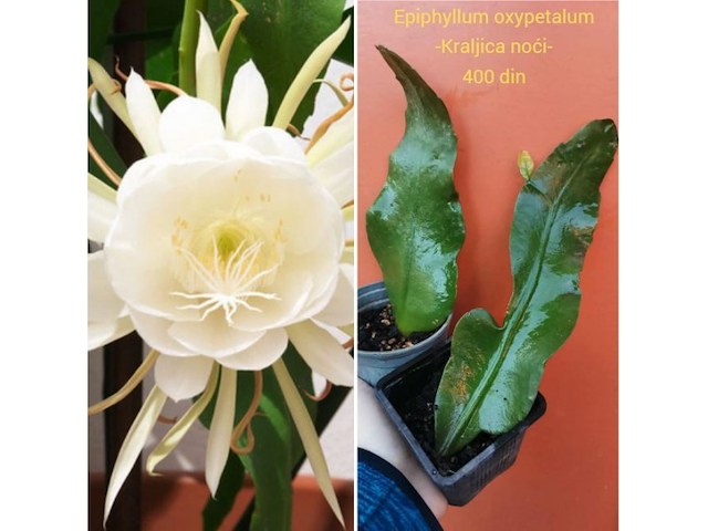 Epiphyllum oxypetalum (kraljica noci) - lisnati kaktus