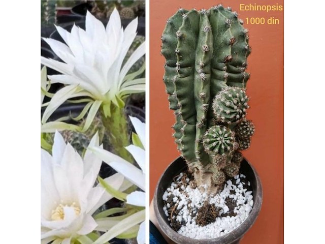 Echinopsis oxygona