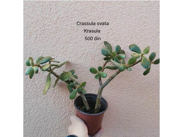 Crassula ovata - drvo novca