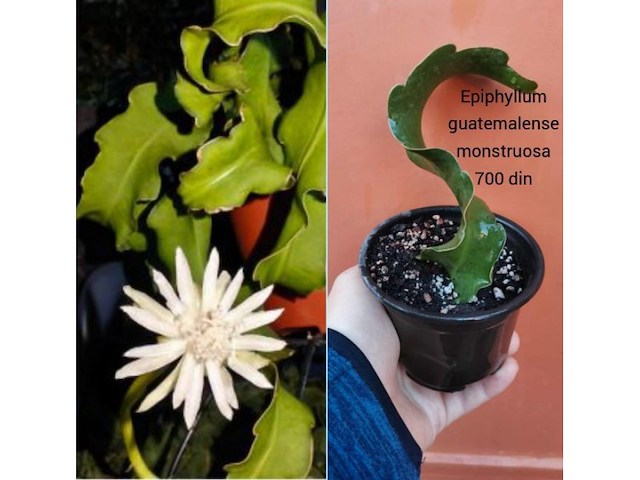 Epiphyllum guatemalense monstrosa