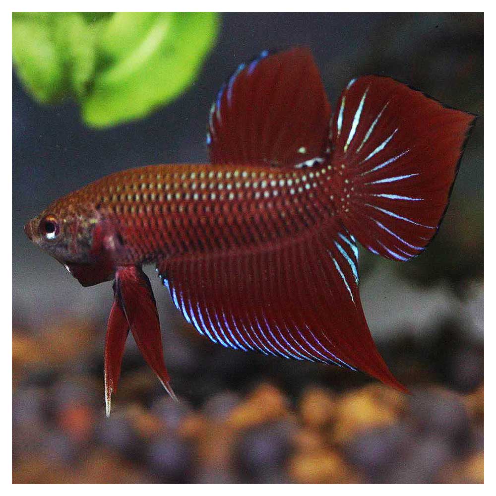 Betta splendens - Sijamski borac