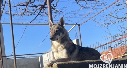 Čehoslovački vučiji pas – štenci – mešanci na poklon