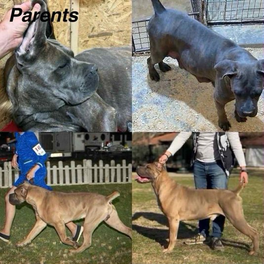 Štenci Cane Corso