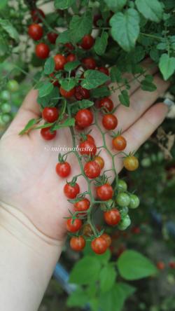 Paradajz Currant Sweet Pea, najsitniji cherry na svetu! Seme