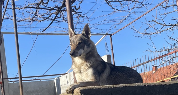 Čehoslovački vučiji pas – štenci – mešanci na poklon