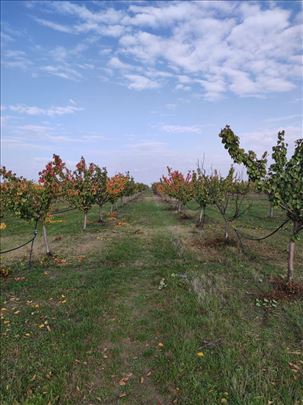 Rezidba voća, Beograd i okolina