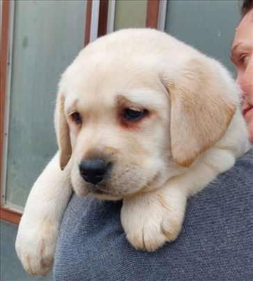 Labrador retriver vrhunski štenci