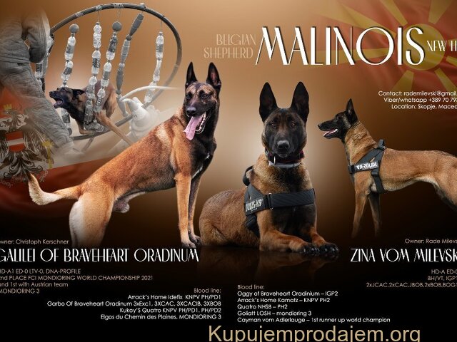 Belgijski ovcar Malinoa/Malinois