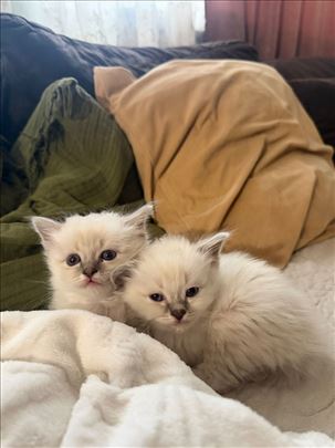 Sveta Birmanska , mače