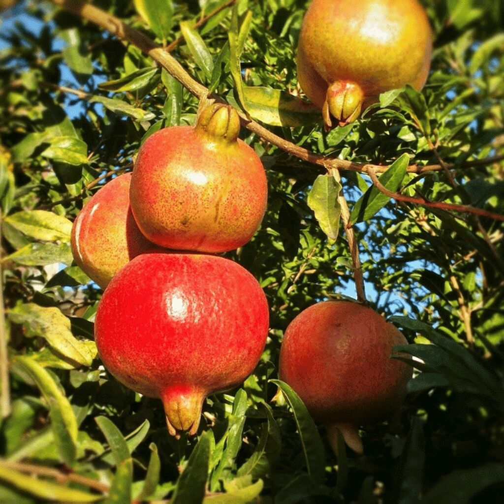 Sadnice Nara Nar (Punica granatum) je voćka poreklom iz jugozapadne