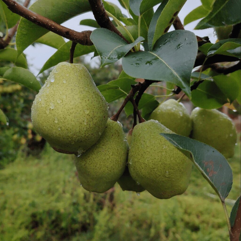 Sadnice kruške – više sorti na upit Sadnice kruške kifer ili