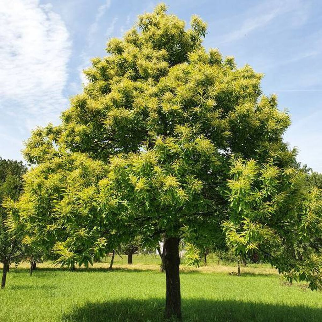 Sadnica pitomog kestena (Castanea sativa) – plodna sorta - Vrsta