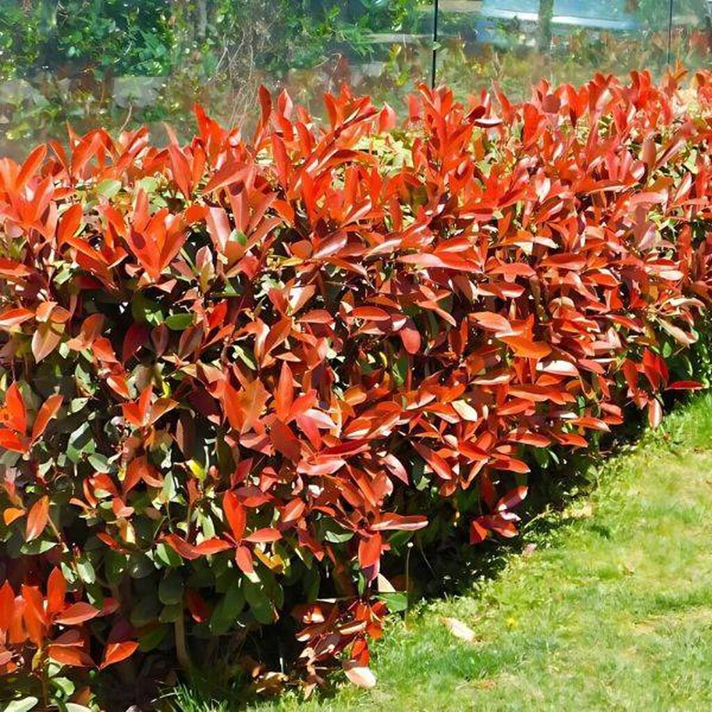 Sadnice fotinije – Photinia x fraseri ‘Red Robin’ - Dekorativni