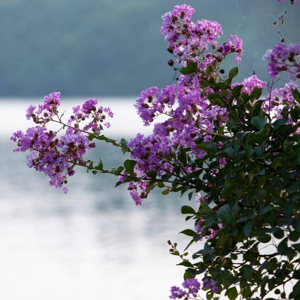Indijski jorgovan (Lagerstroemia indica) – ukrasno drvo/grm sa bogatim