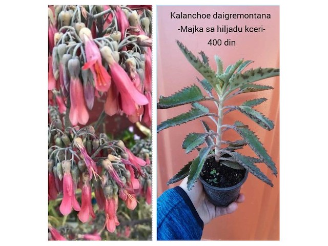 Kalanchoe daigremontana - majka s hiljada kceri